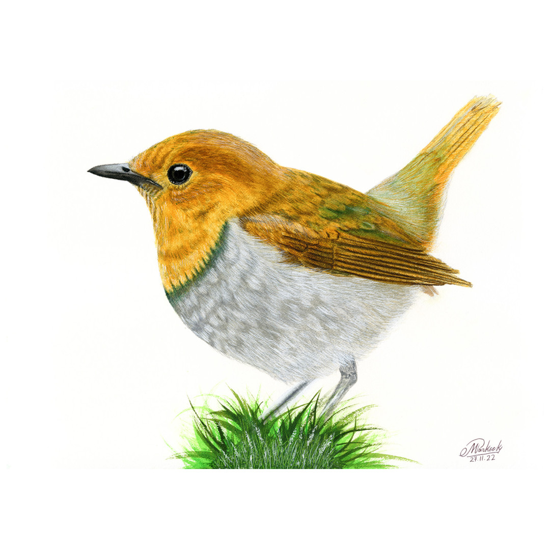 Little Robin | Watercolour Print | Mo's Artwork